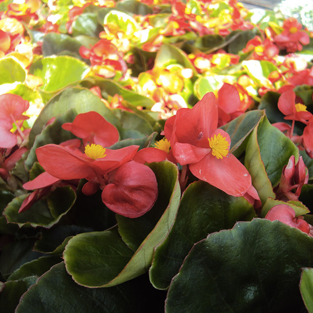 Acheter Begonia Massif Ambassador Scarlet pas cher