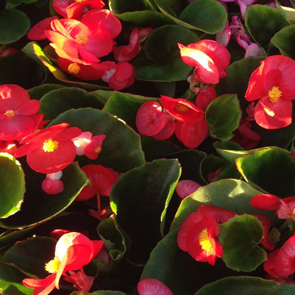 Acheter Begonia Massif Ambassador Scarlet pas cher