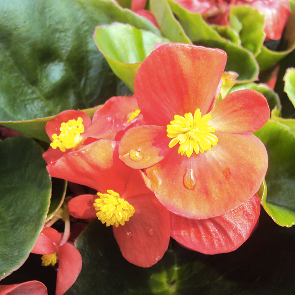 Acheter Begonia Massif Ambassador Scarlet pas cher