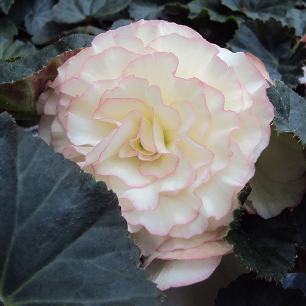 Acheter Begonia Tubereux Cameleon Cream Rose pas cher