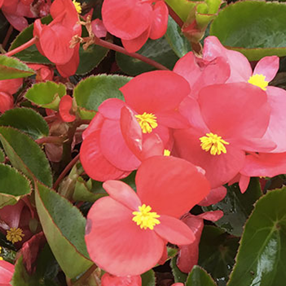 Acheter Begonia Dragon Wing Hybrida Dragon Wing Red