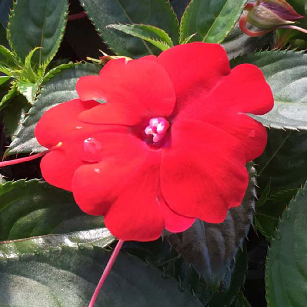 Acheter Impatiens De Nouvelle Guinee Sonic Scarlet