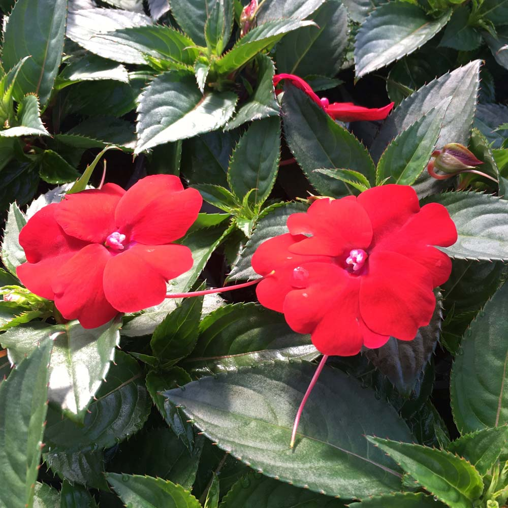 Acheter Impatiens De Nouvelle Guinee Sonic Scarlet