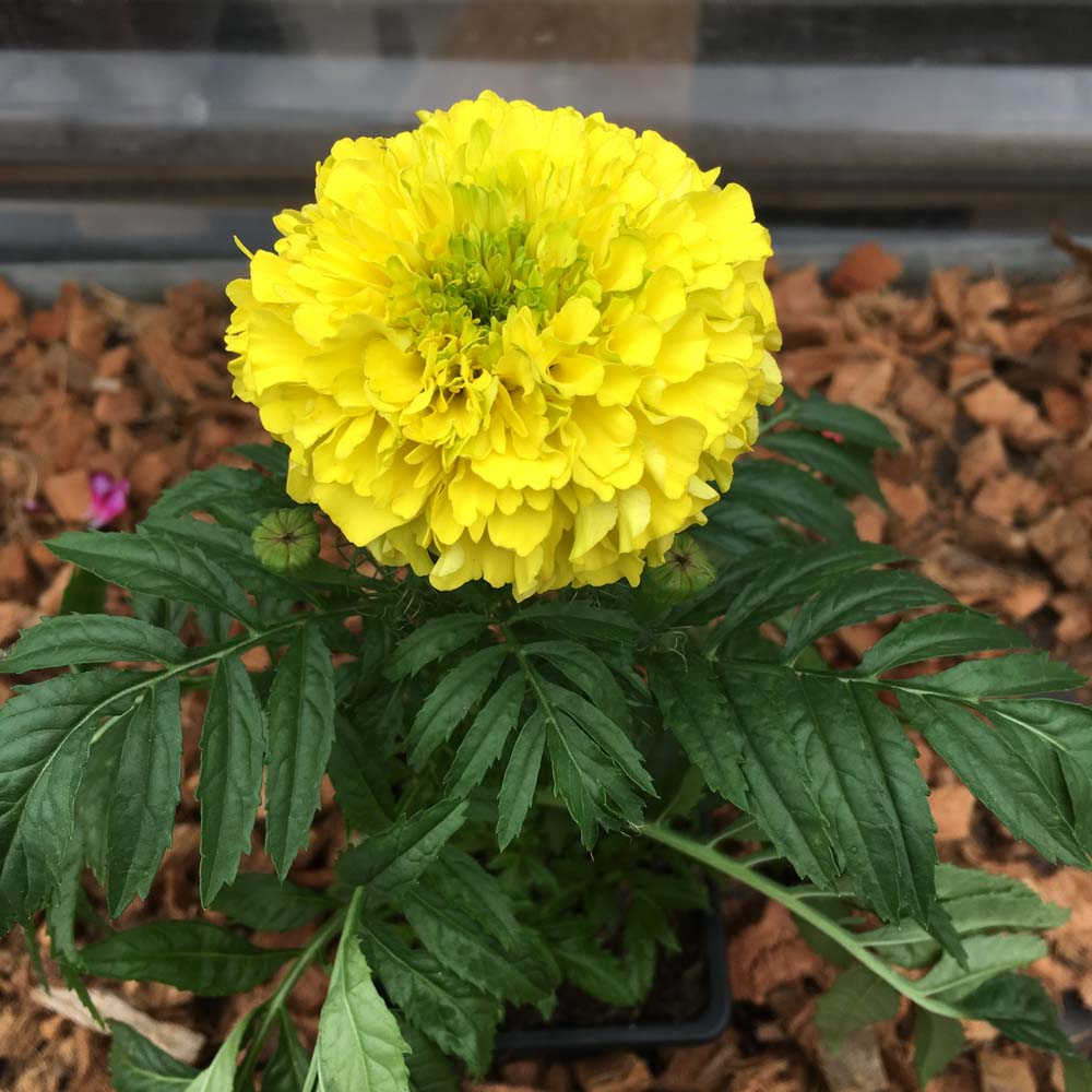 Acheter Rose D'Inde Perfection Yellow pas cher sur Coclicoh