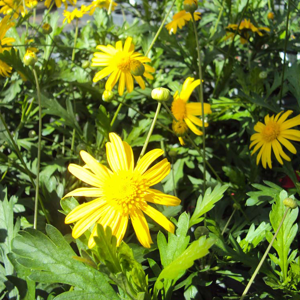 Acheter Euryops Sunshine pas cher sur Coclicoh