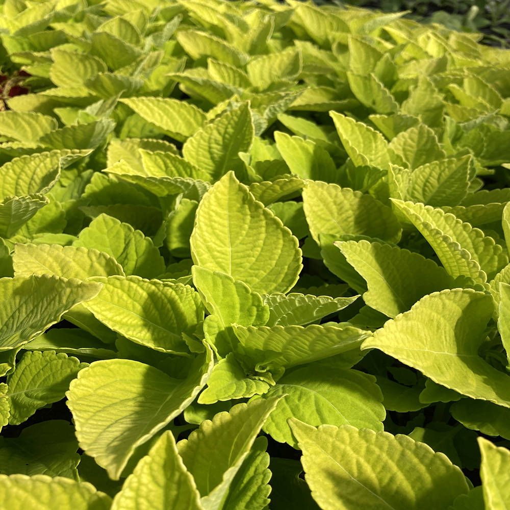 Coleus Chartres Street