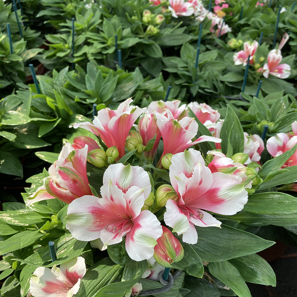 Acheter Alstroemère : Lys des Incas Inticancha 'White Pink Heart' Maya