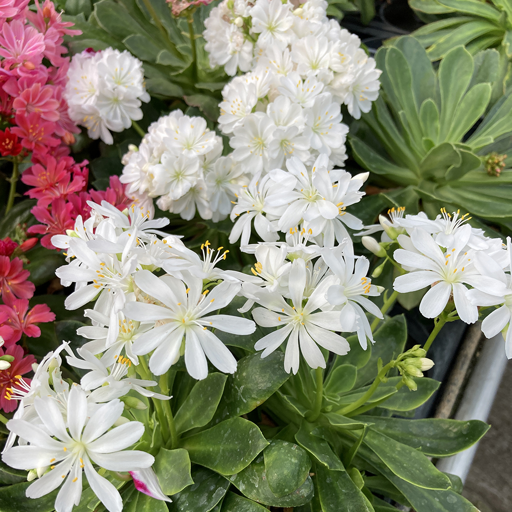 Acheter Lewisia Cotyledon Elise Blanc sur Coclicoh.com