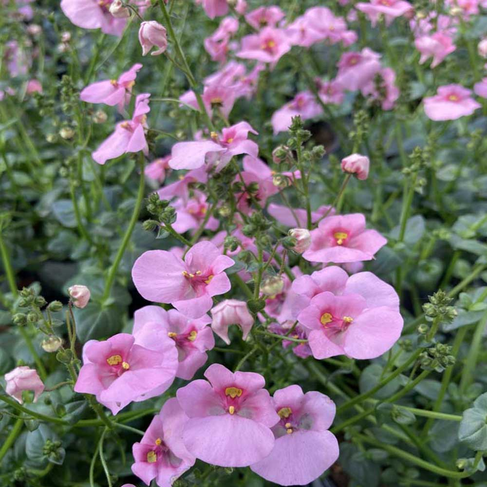 Acheter Diascia Flying Light Pink pas cher sur Coclicoh