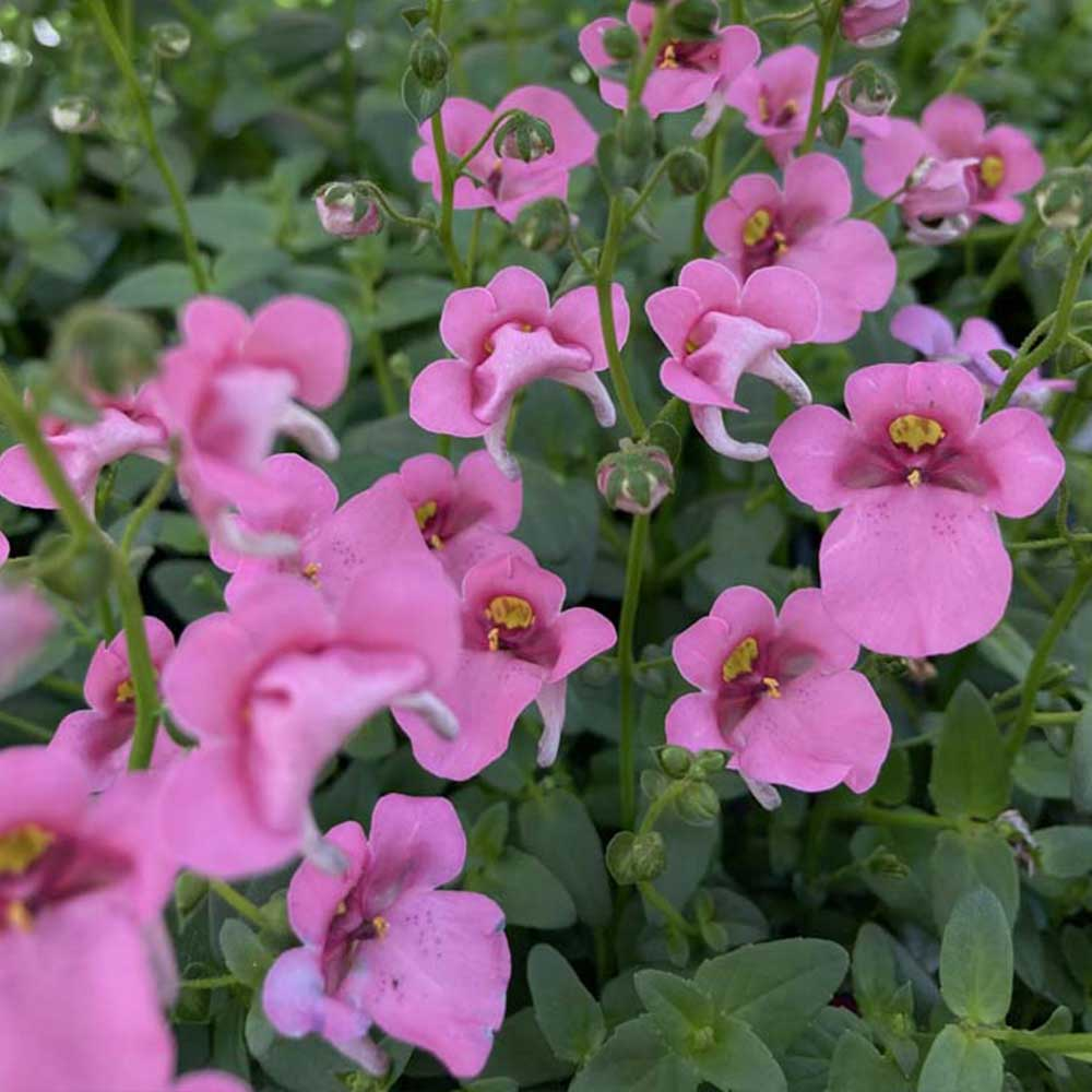 Acheter Diascia Genta Pink