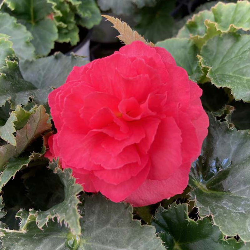 Acheter Begonia Tubereux Swing Pink Shades pas cher sur Coclicoh