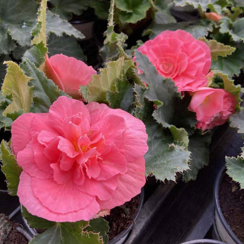 Acheter Begonia Tubereux Swing Pink Shades pas cher sur Coclicoh