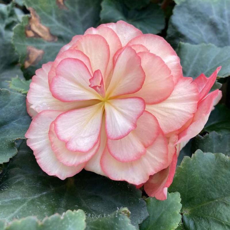 Acheter Begonia Tubereux Cameleon Cream Rose pas cher