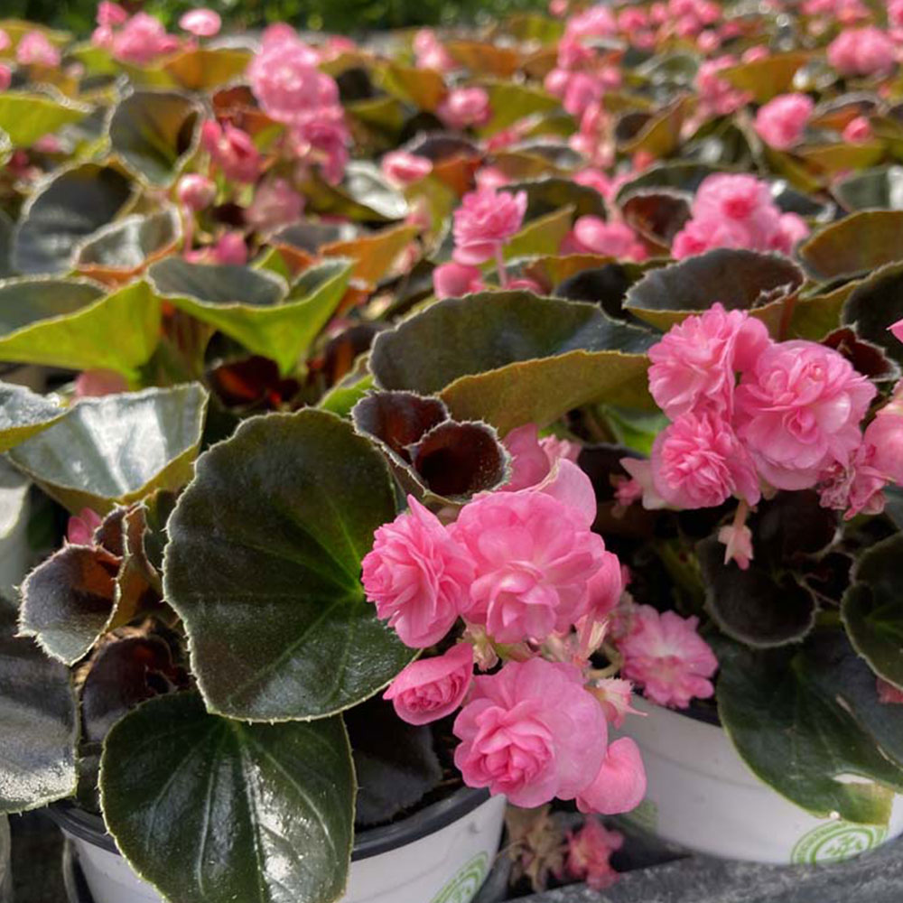 Acheter Begonia Doublet Rose feuillage Bronze