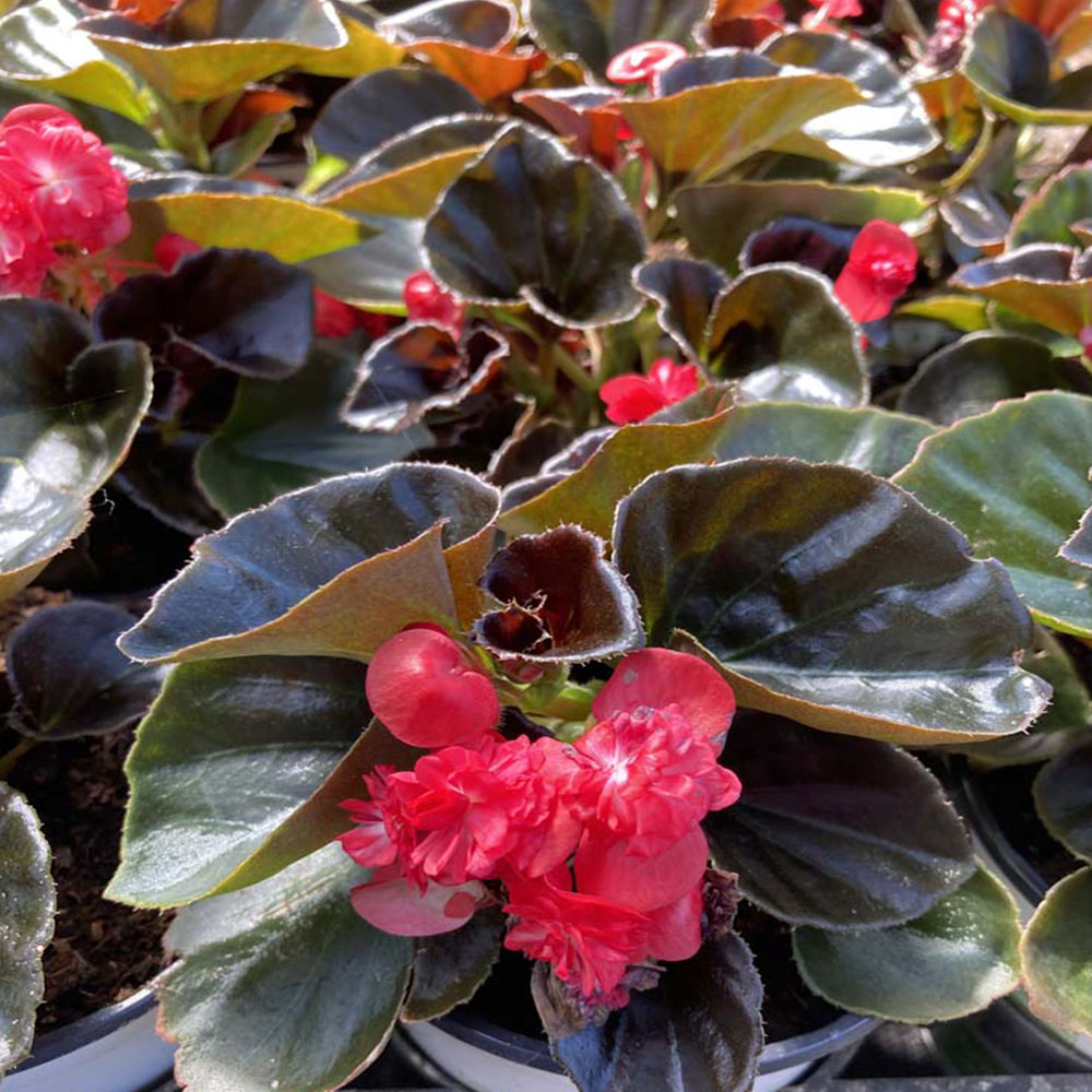 Acheter Begonia Doublet Rose feuillage Bronze