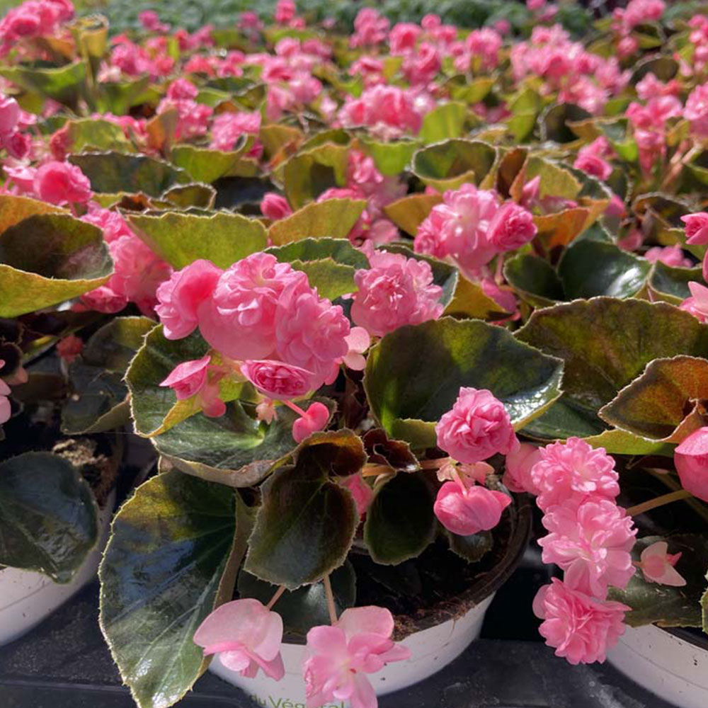 Acheter Begonia Doublet Rose feuillage Bronze