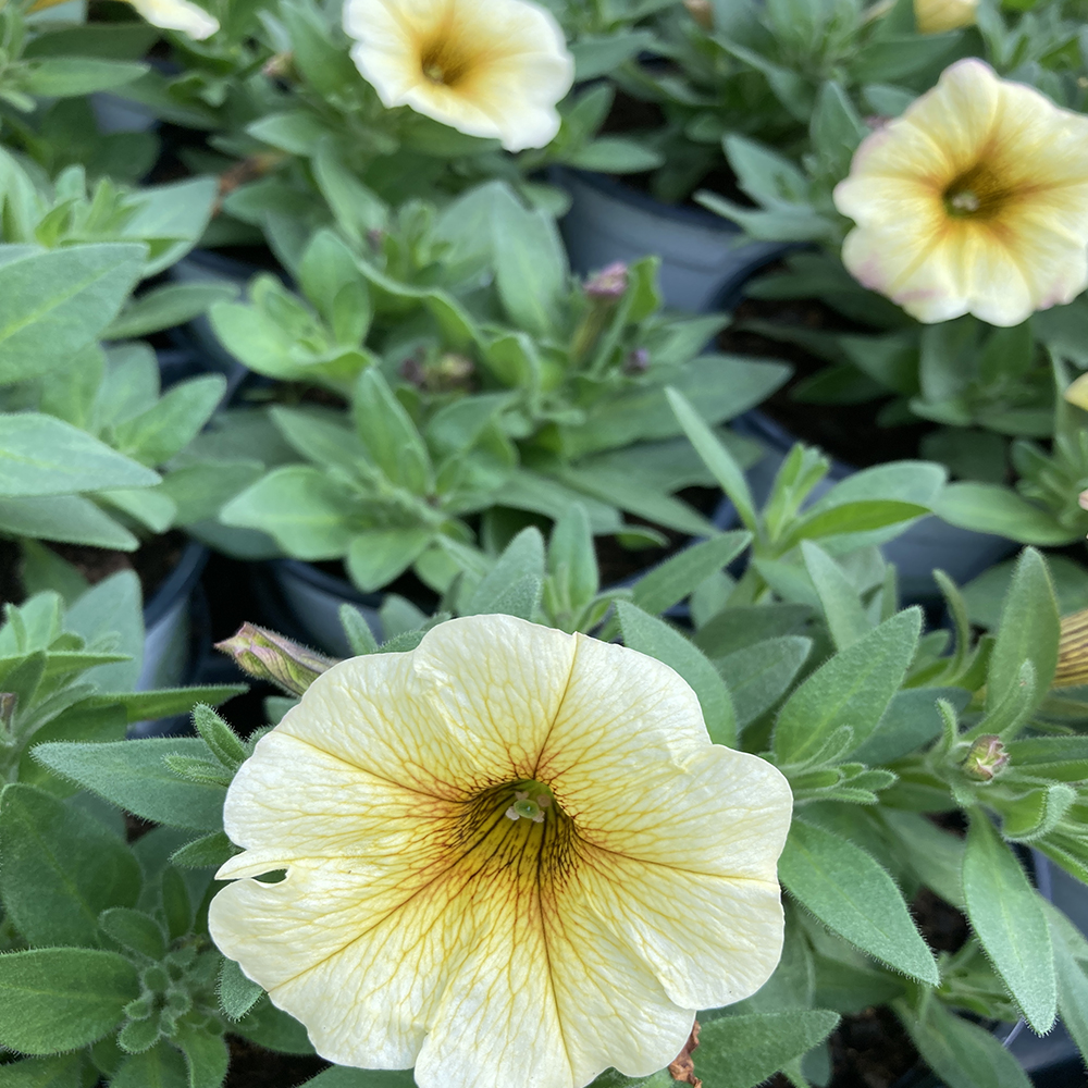 Petunia Petchoa Beautical French Vanilla fleurs couleur Vanille