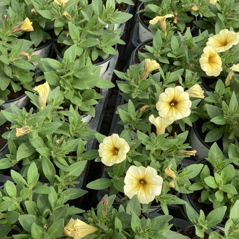 Petunia Petchoa Beautical French Vanilla fleurs couleur Vanille