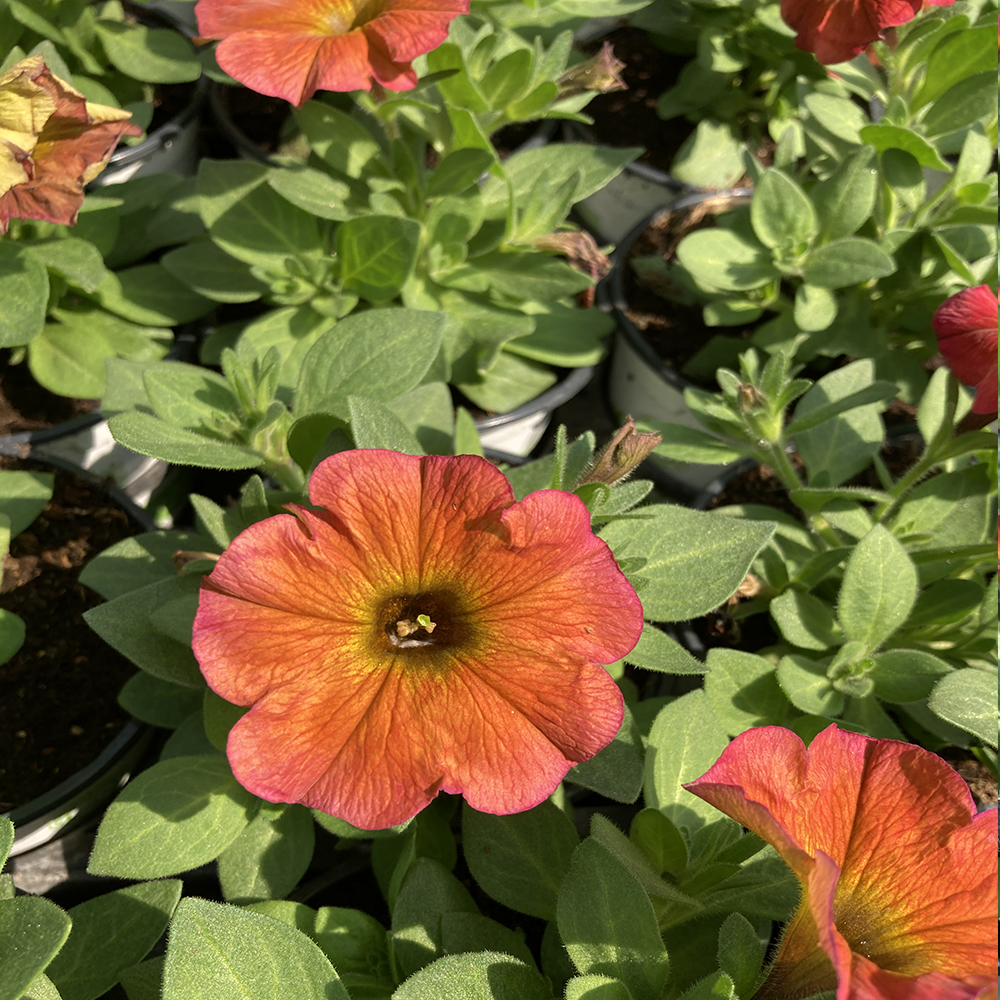 Petunia Petchoa Beautical Cinnamon fleurs couleur Rose
