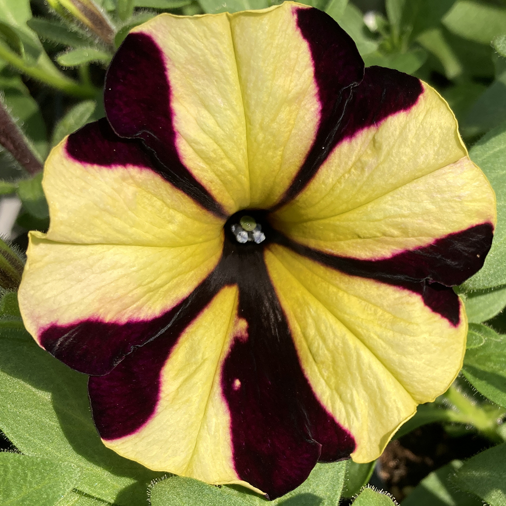 Acheter Petunia Hybrida Ray Sunflower Black Yellow Stripes