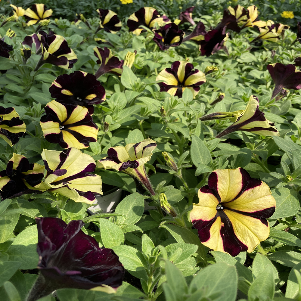 Acheter Petunia Hybrida Ray Sunflower Black Yellow Stripes