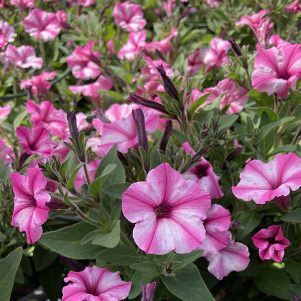 Acheter Petunia Surfinia Raspberry Blast Pw pas cher sur Coclicoh