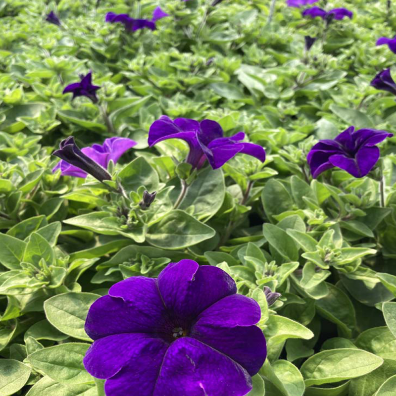 Acheter Petunia Surfinia Blue