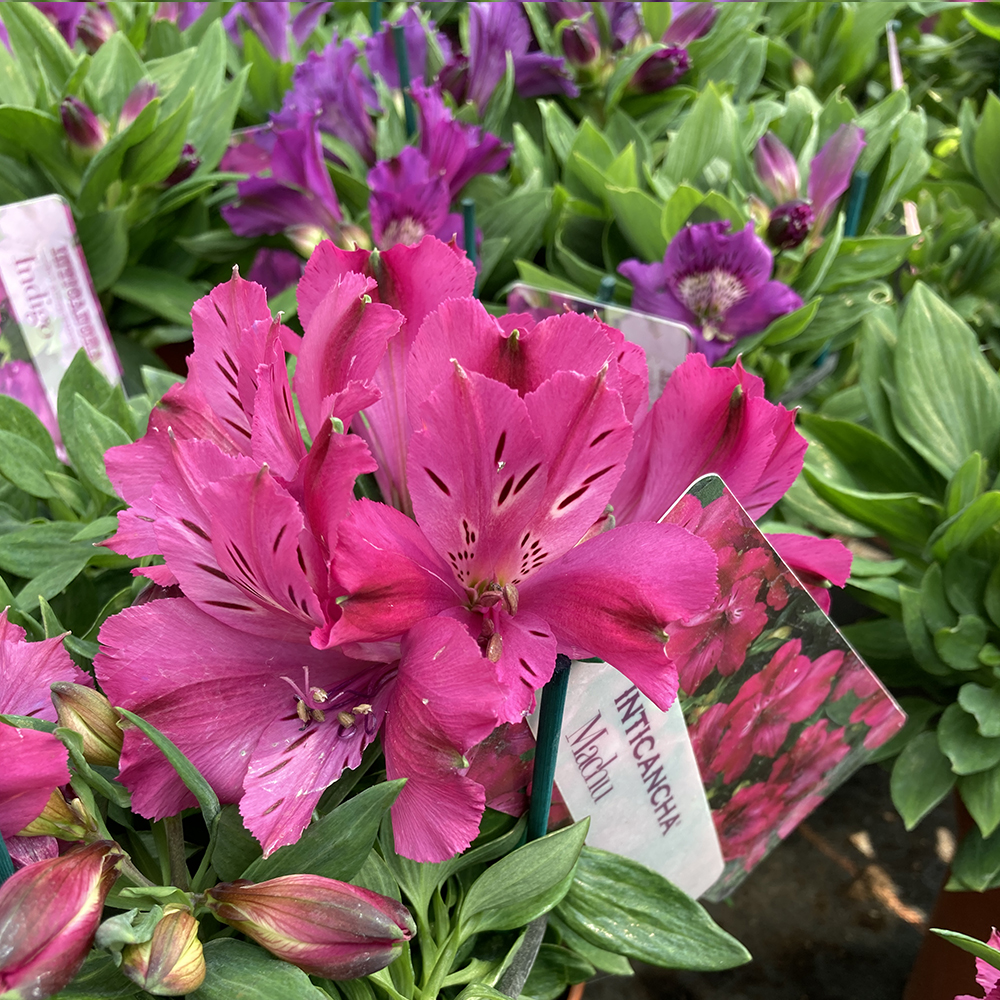 Alstroemère Inticancha Machu : Culture, Entretien, Floraison | Coclicoh.com