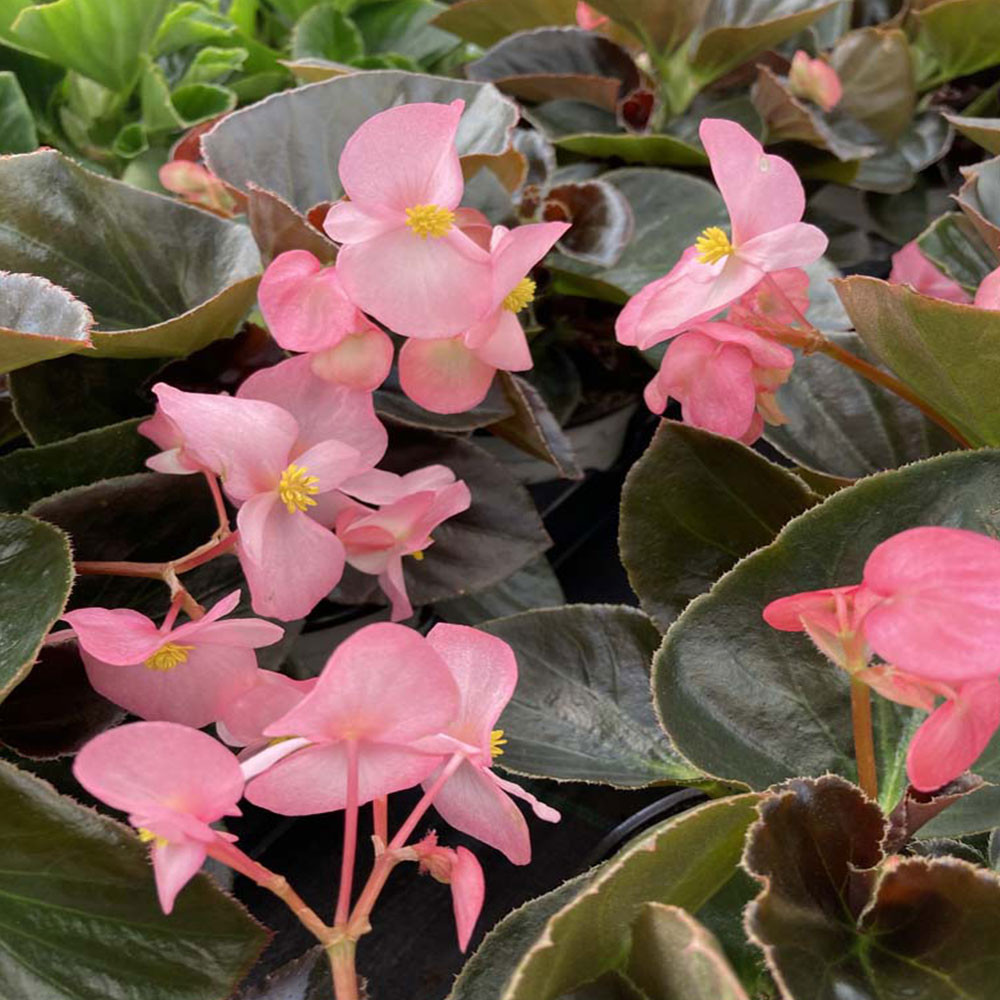 Begonia Big Rose clair Megawatt pink bronze leaf