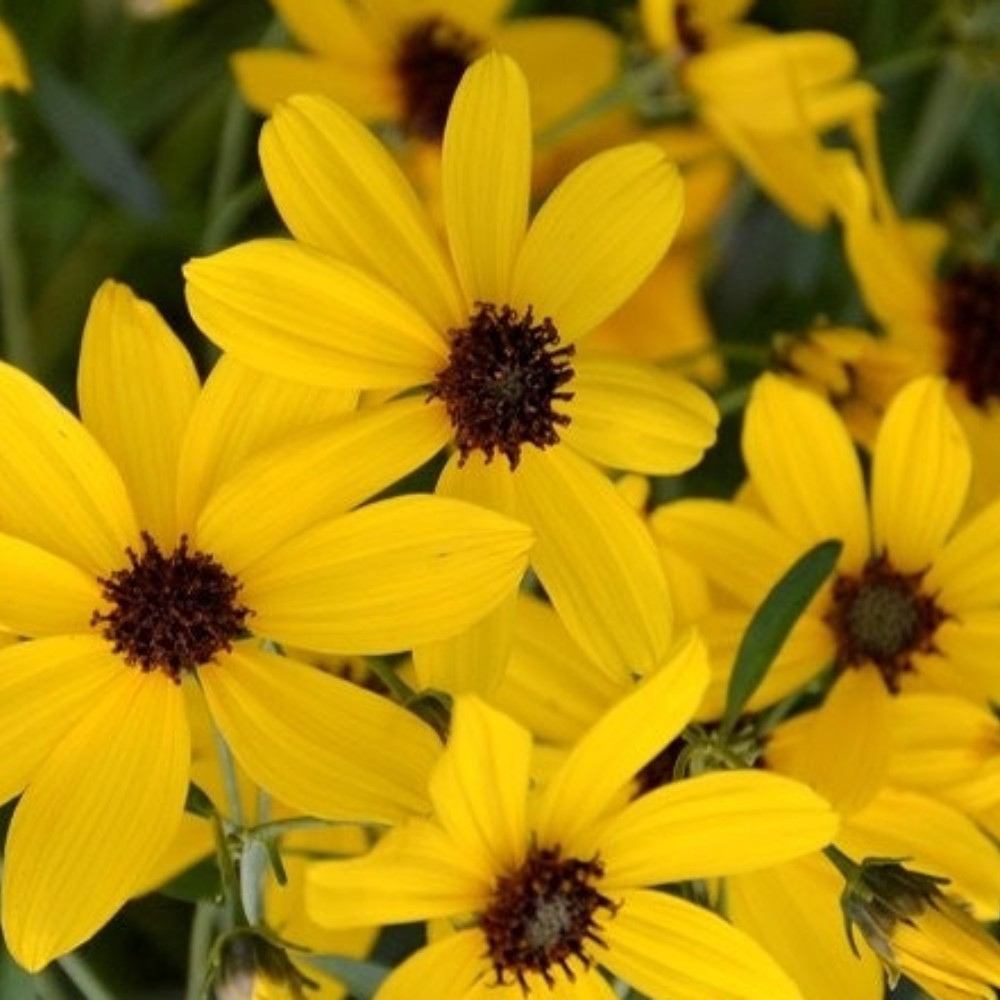Coreopsis Verticillata Imperial Sun