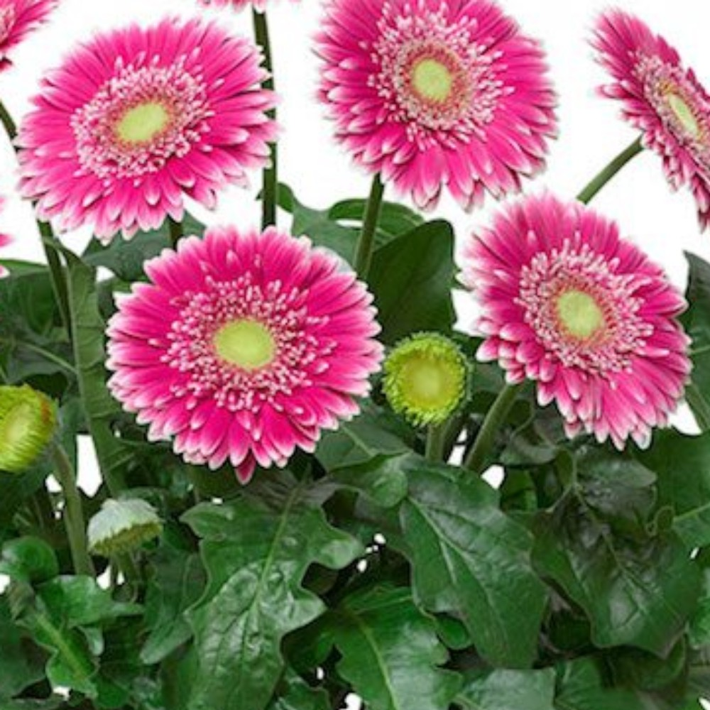 Gerbera Patio Capitol Reef