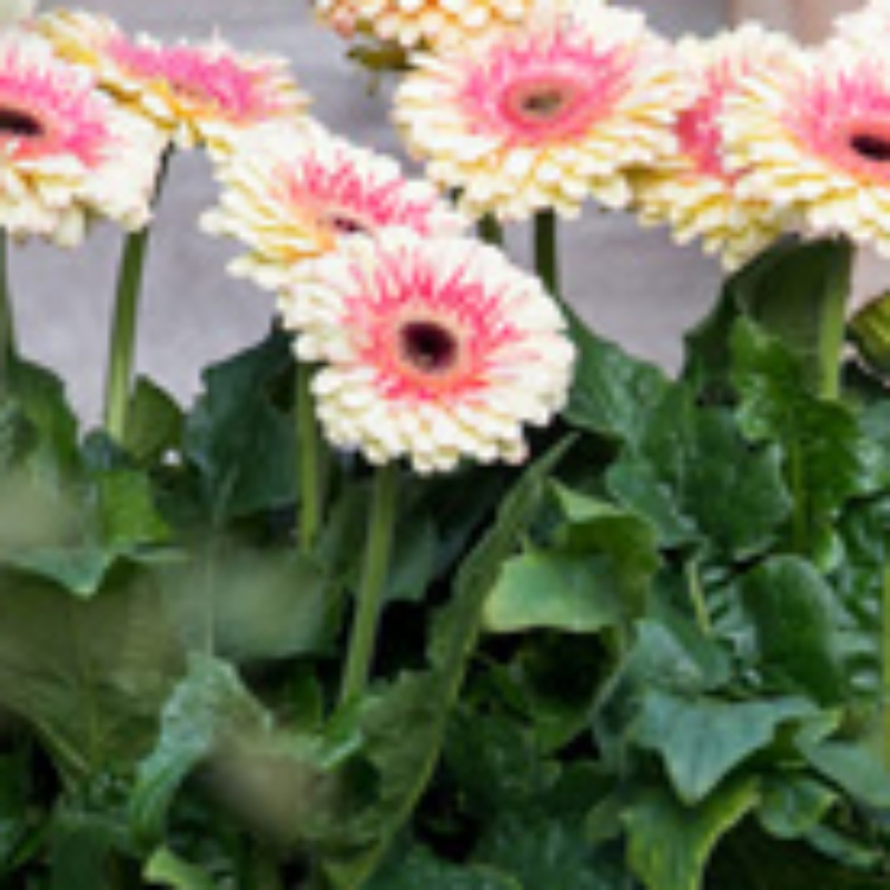 Gerbera Patio Karoo - Coclicoh.com