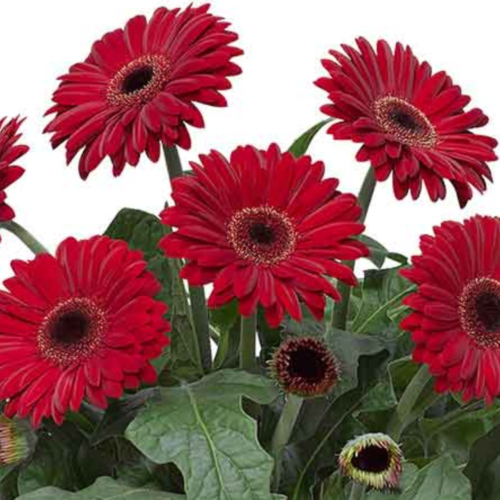 Gerbera Patio Sedona