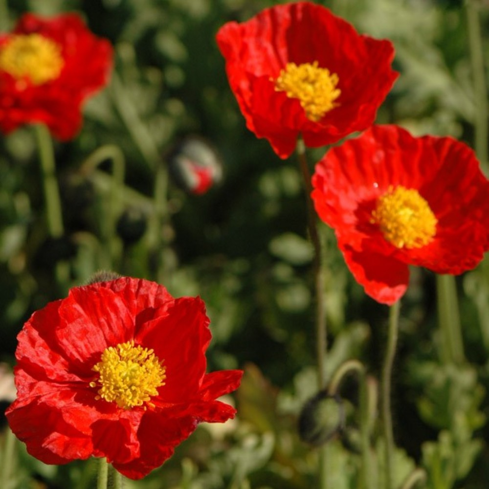 Papaver Nudicaule Spring Fever
