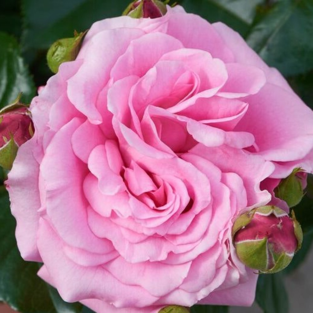 Rosier Palace Bogor Rose Clair