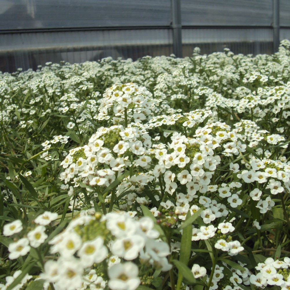 Acheter Alysse White Princess pas cher sur Coclicoh