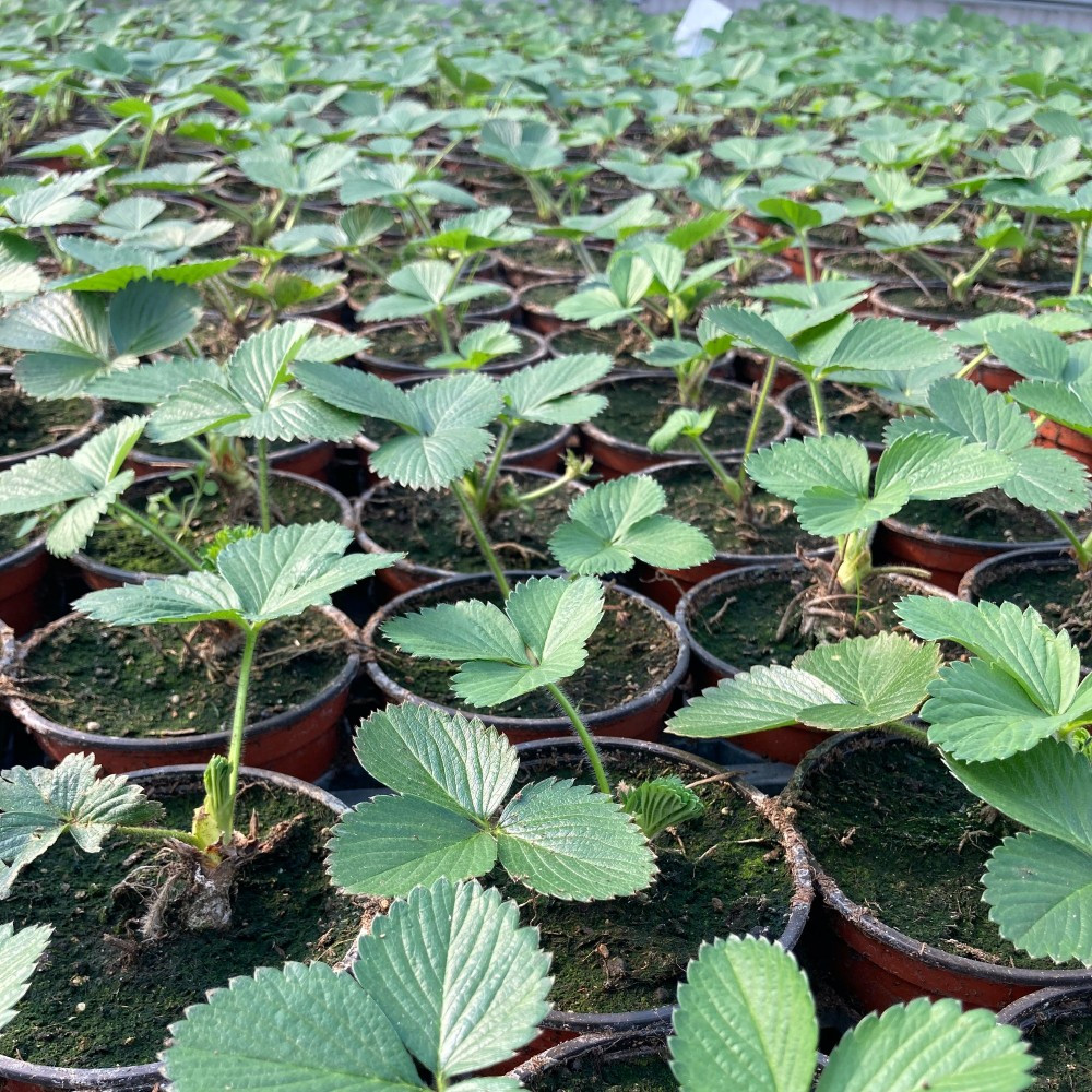 Fragaria Ananassa Delizz