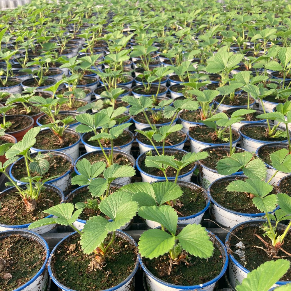 Fragaria Ananassa Delizz