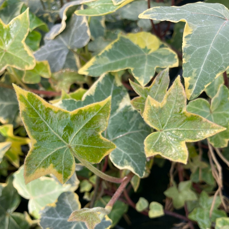 Acheter Hedera Helix Yellow Rippel pas cher sur coclicoh.com