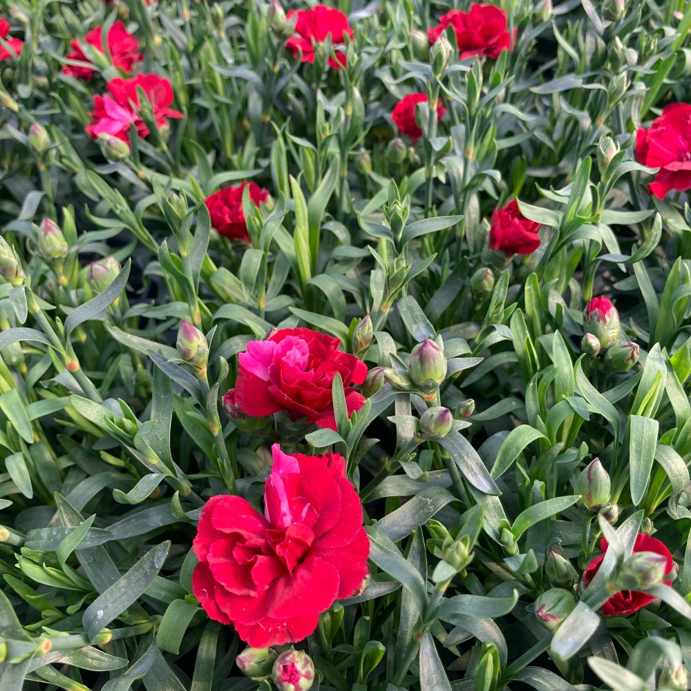 Acheter oeillet Dianthus Oscar Cherry pas cher sur coclicoh.com