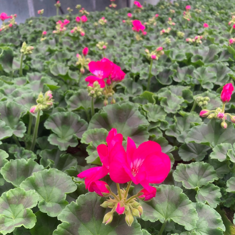 Acheter Geranium Droit Big Ezee Neon pas cher