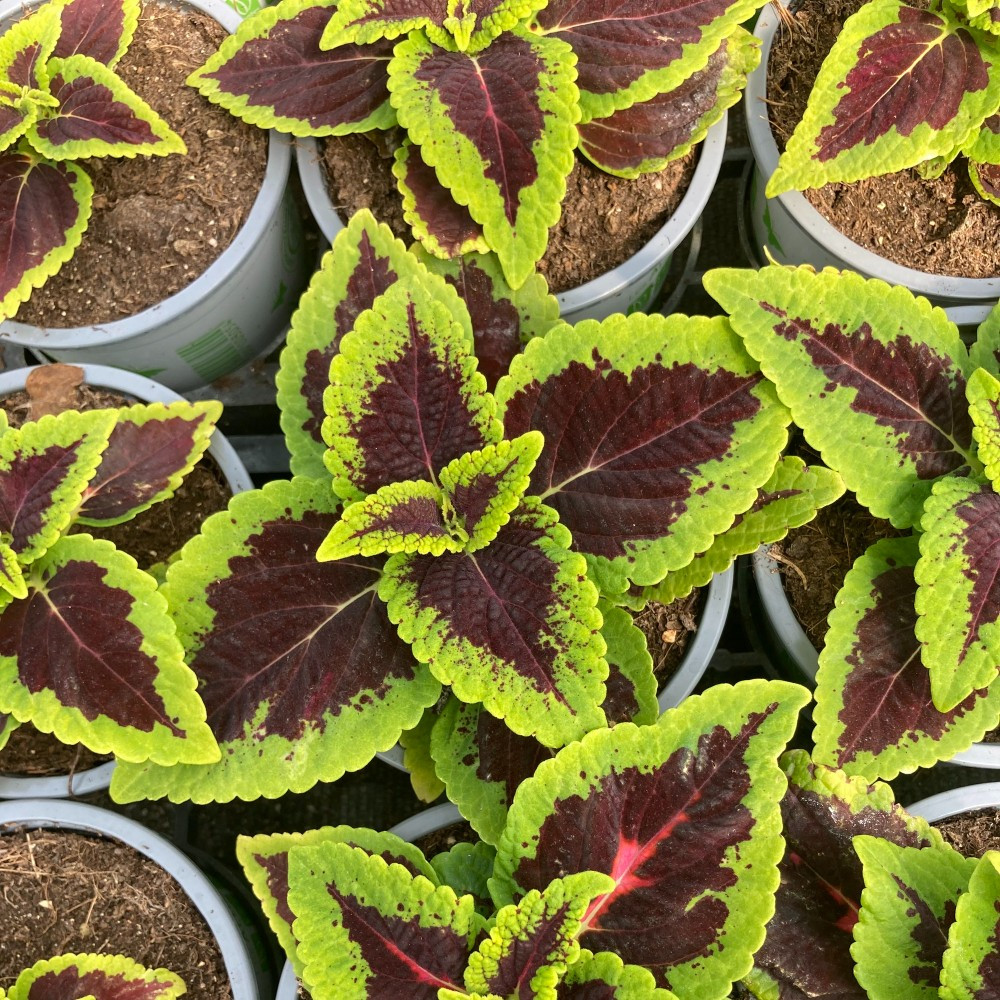 Coleus Main Street Alligator Alley