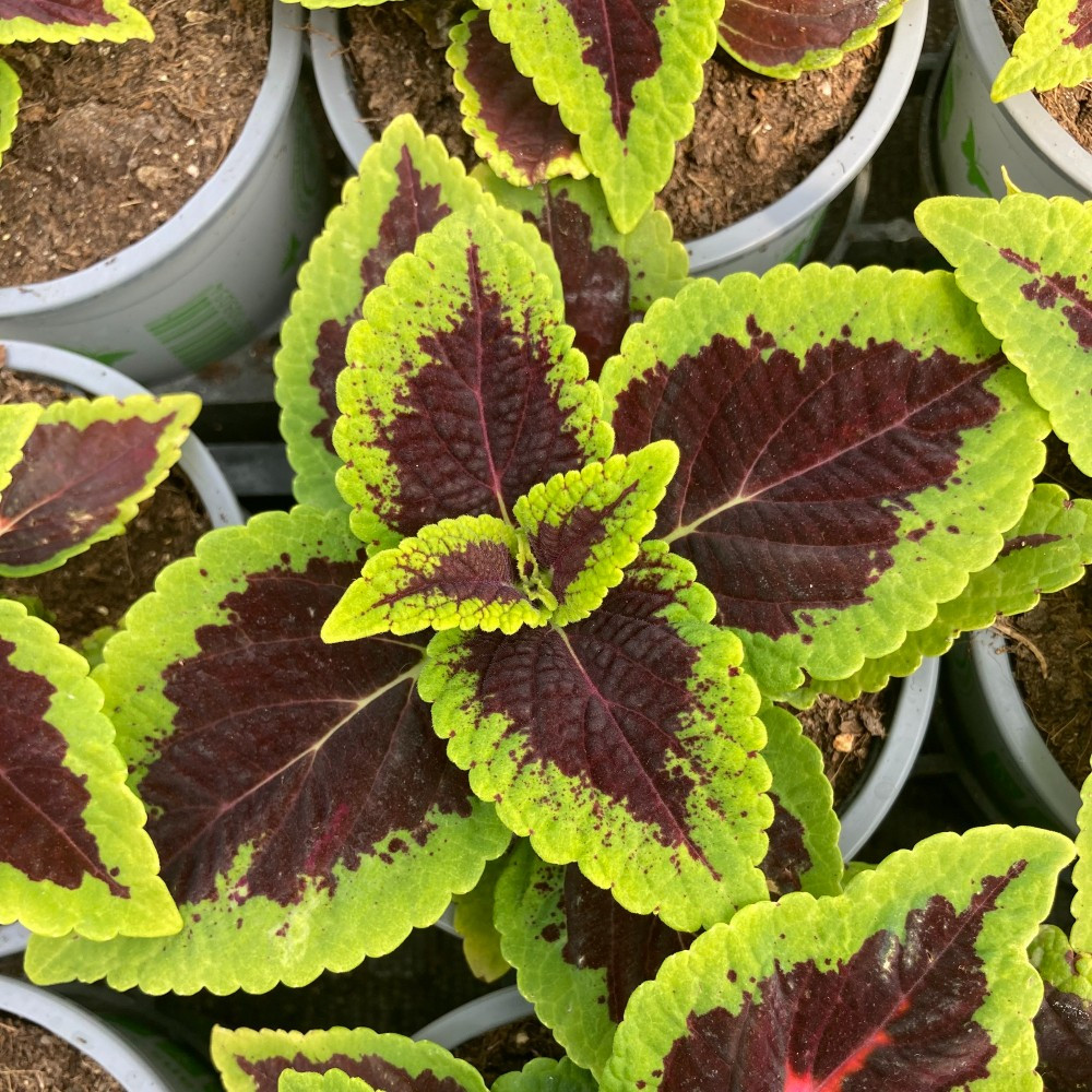 Coleus Main Street Alligator Alley
