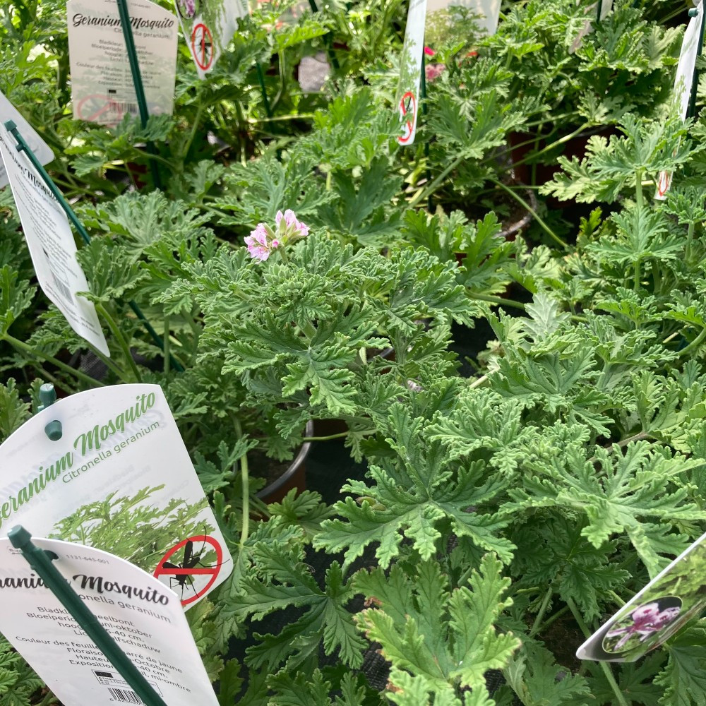 Acheter Géranium odorant à la citronelle cher sur Coclicoh