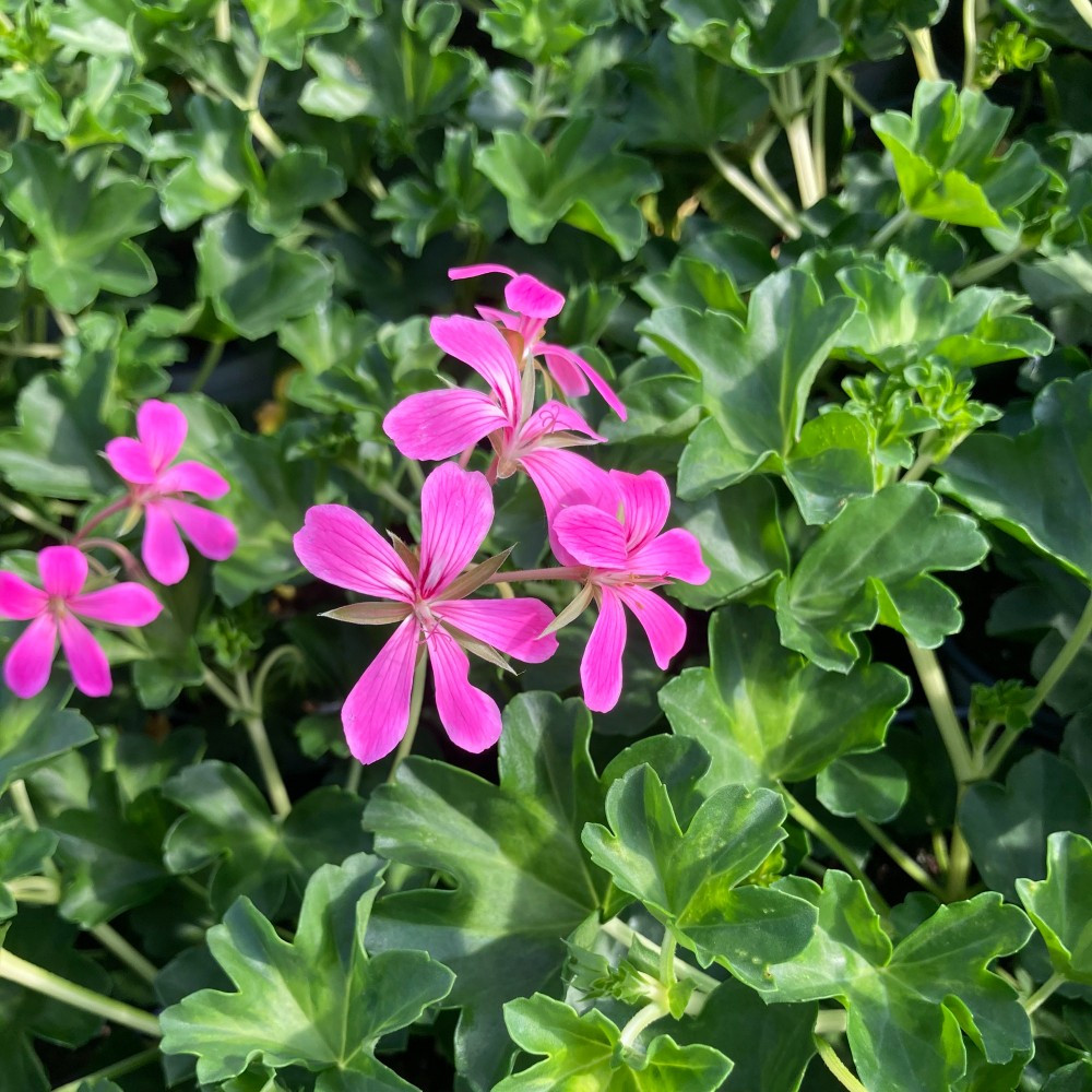 Acheter Geranium Lierre Décora Stellena et autres plantes sur Coclicoh