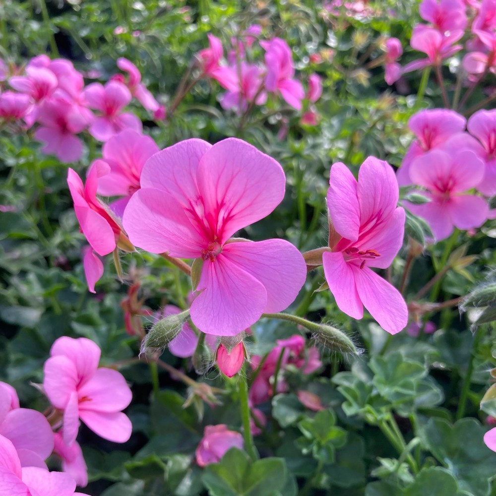 Acheter Geranium Lierre Rainbow Rose et autres plantes sur Coclicoh