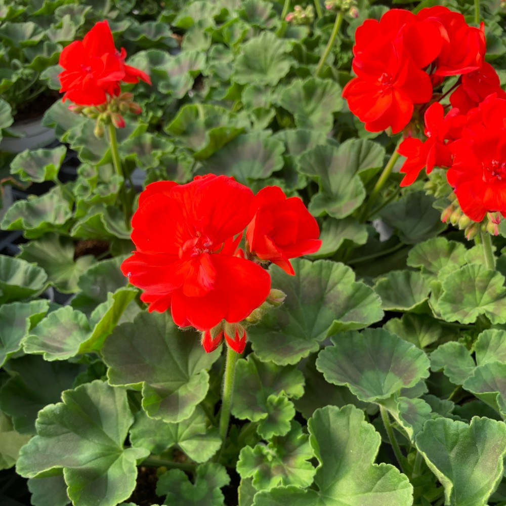 Acheter Geranium droit zonal Anthony rouge