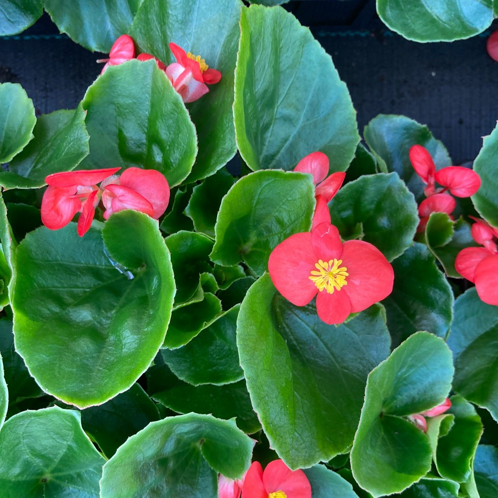 Acheter Begonia Massif Ambassador Scarlet pas cher
