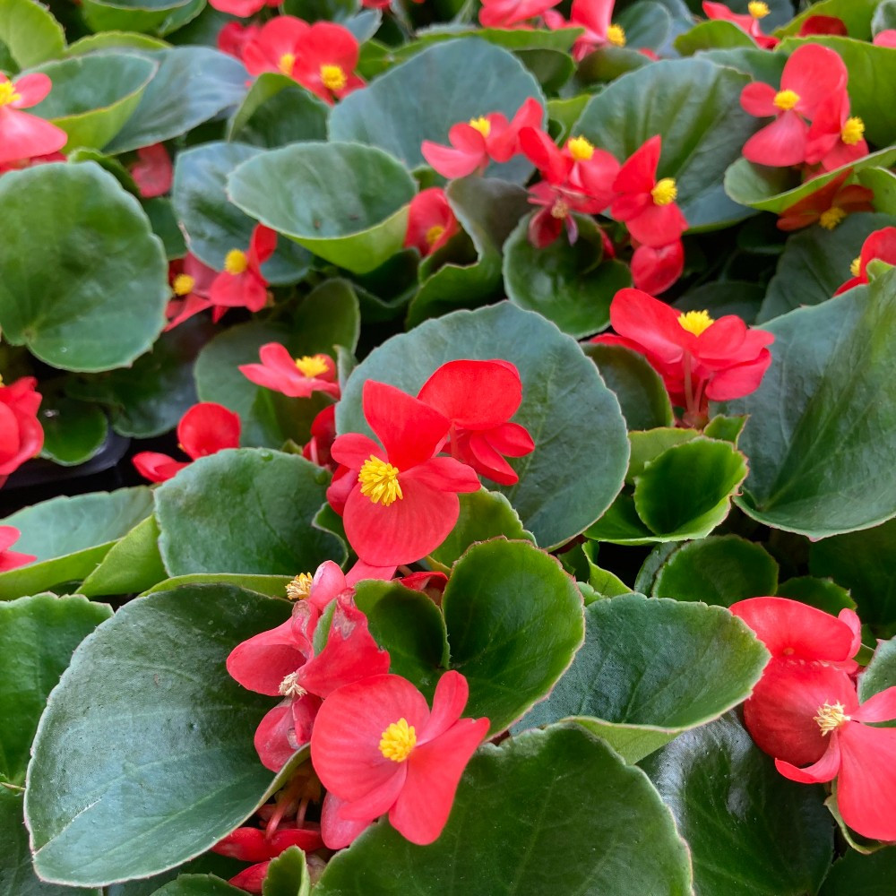 Acheter Begonia Massif Ambassador Scarlet pas cher