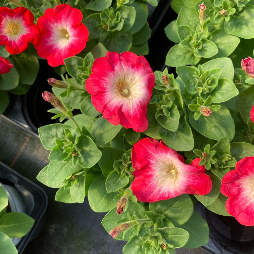 Petunia Surfinia Cascadia Fantasy Hot Pink